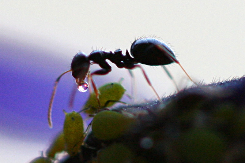 Ant Wars - Serious Science