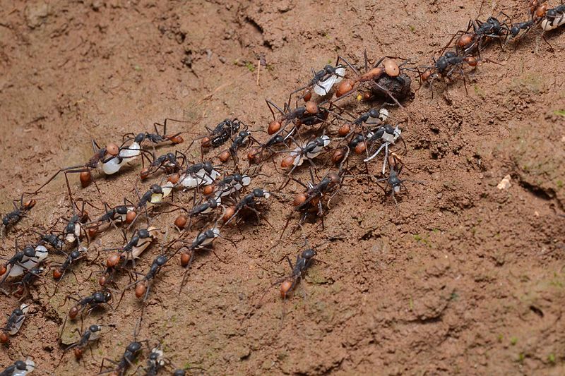 Ant Wars - Serious Science