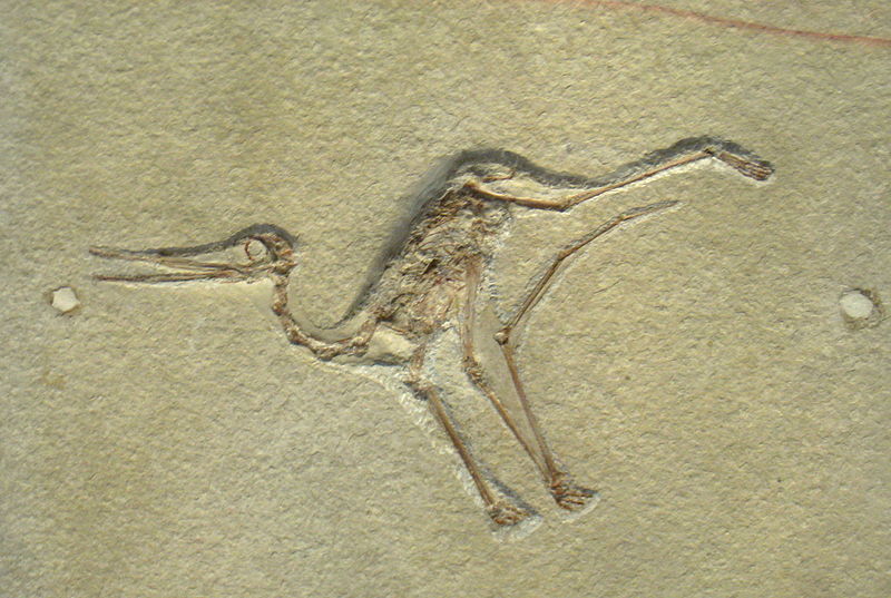 Pterosaurs - Serious Science