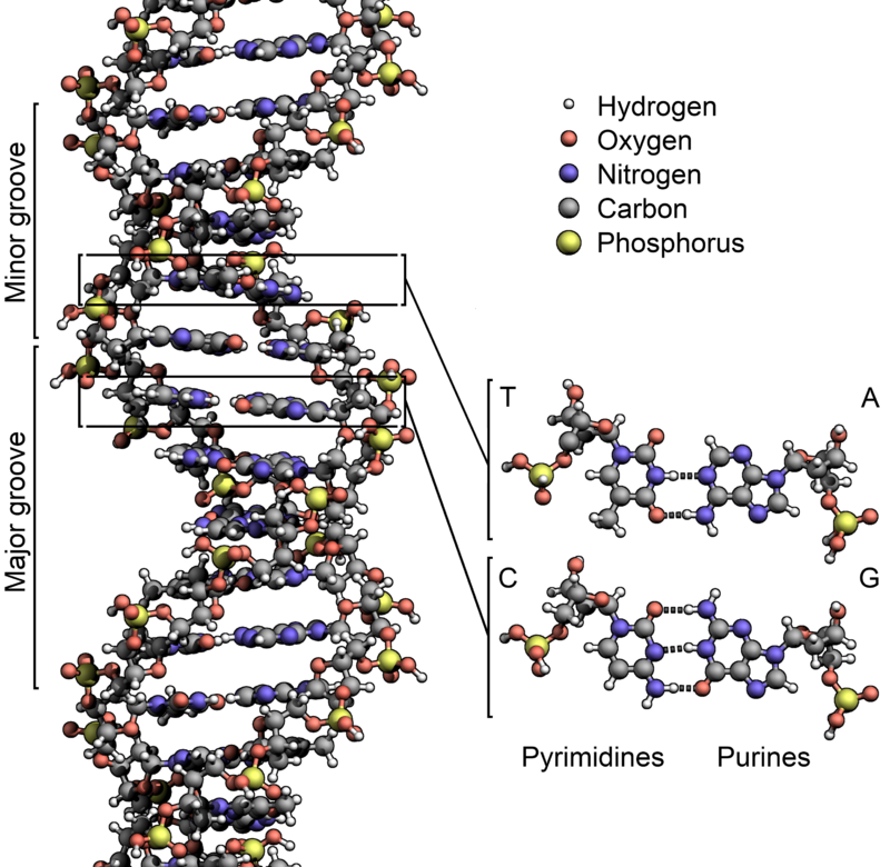 DNA Topology - Serious Science